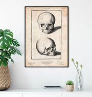 Human skull print VIII - Codex Anatomicus