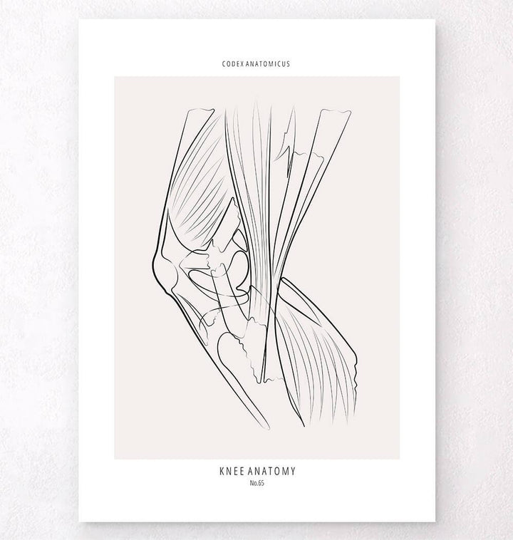 Line Art – Codex Anatomicus