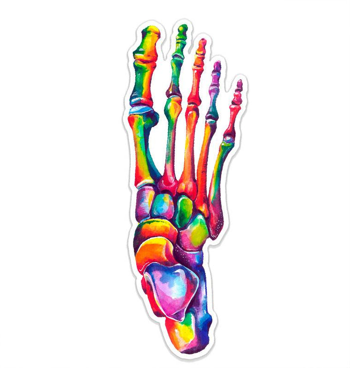 Foot anatomy sticker - Codex Anatomicus